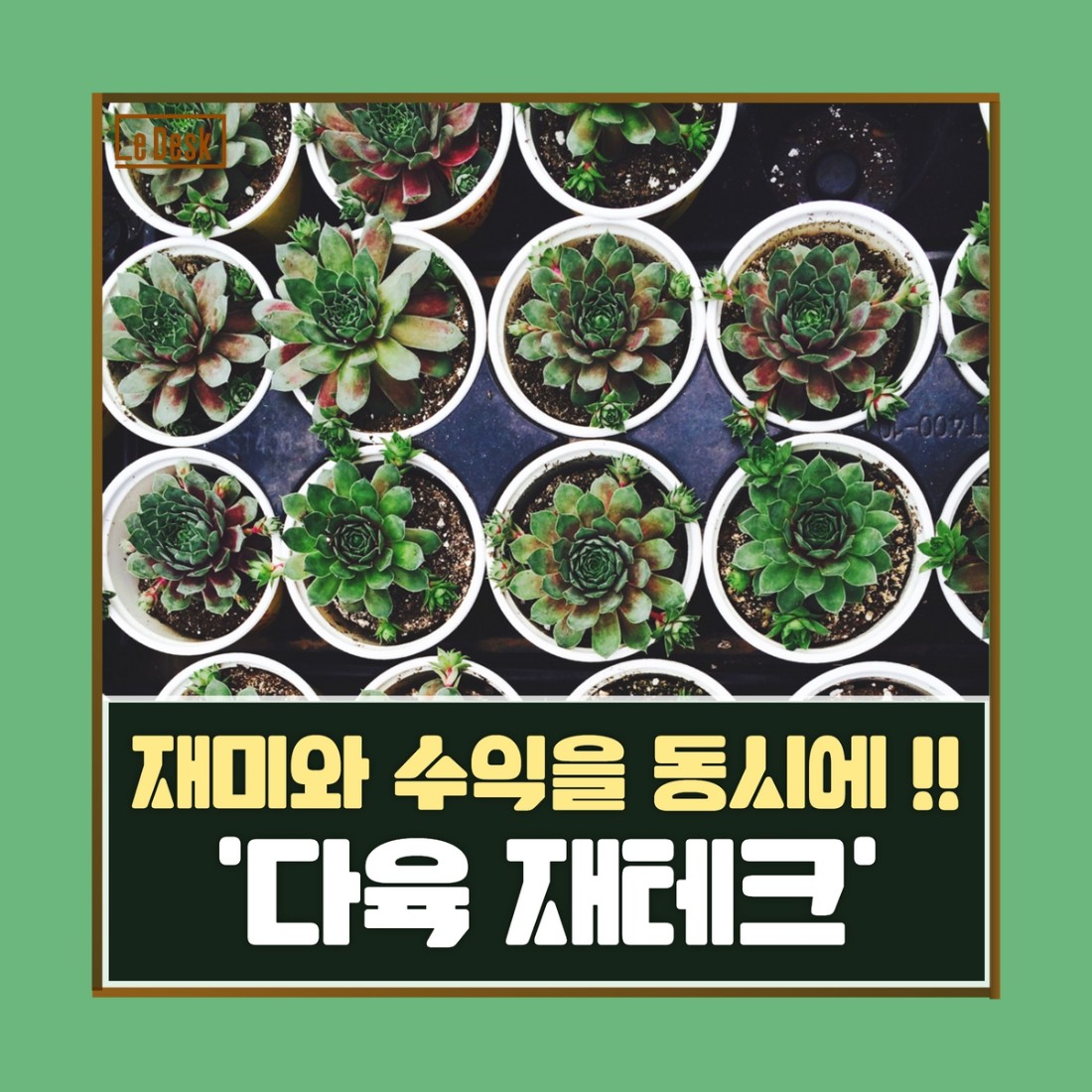 르데스크 - [Le Visual]재미와 수익을 동시에! ‘다육 재테크’